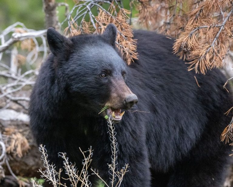 Exploring the Primal Instinct: Why People Hunt Bears - Garia Bay Outfitters