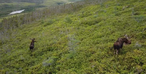 Understanding Moose Behavior and Habitats - Garia Bay Outfitters