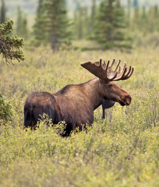Moose and Bear Hunting for Tennessee Hunters